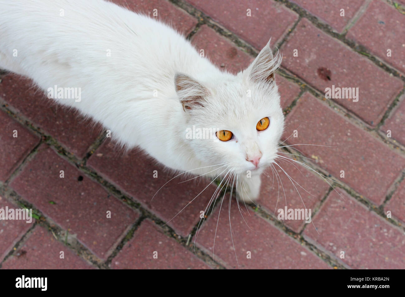 white single homeless cat with orange eyes is posing outdoors on a ...