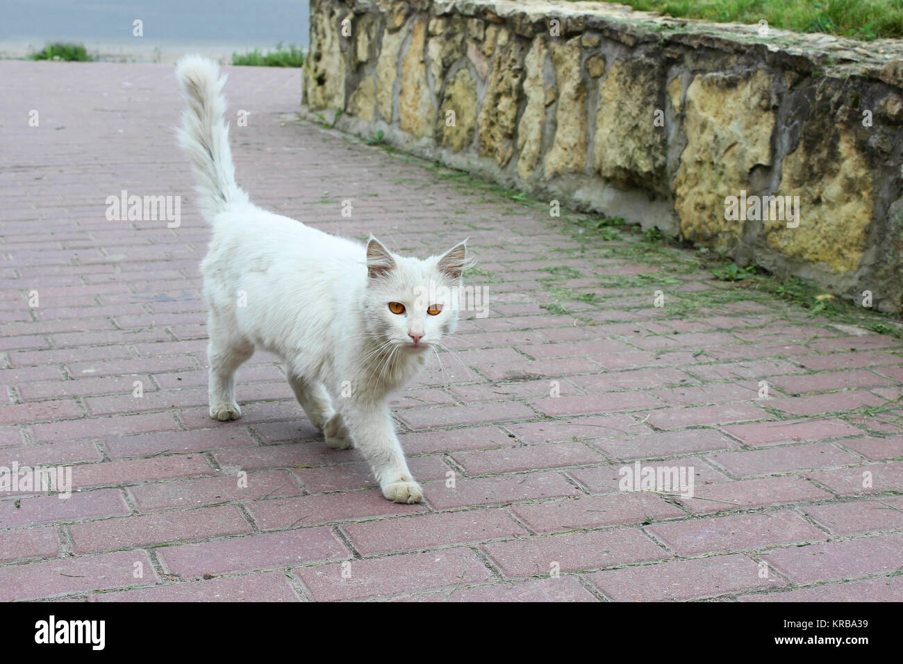 white single homeless cat with orange eyes is posing outdoors on a ...
