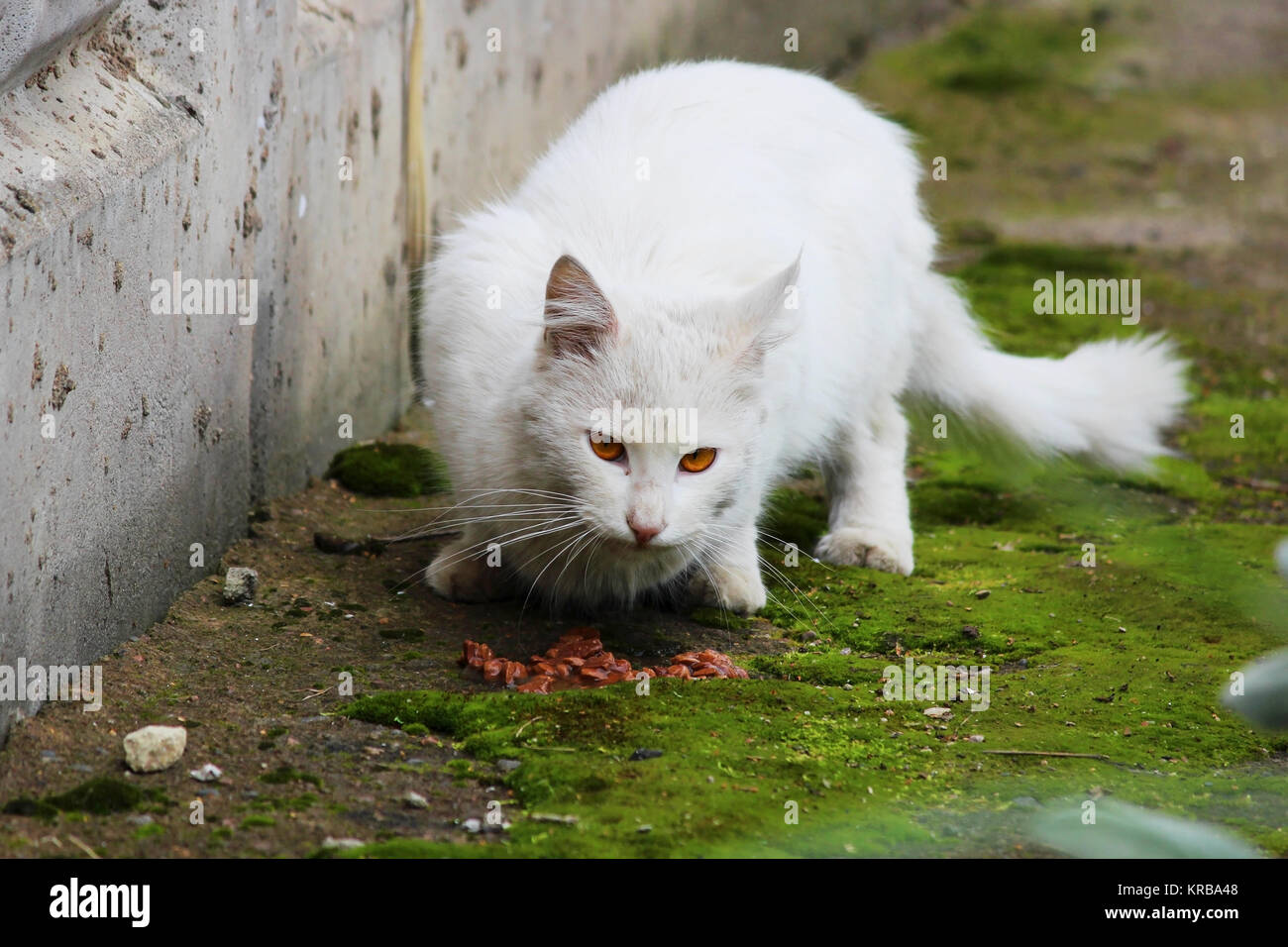 white single homeless cat with orange eyes is posing outdoors on a ...