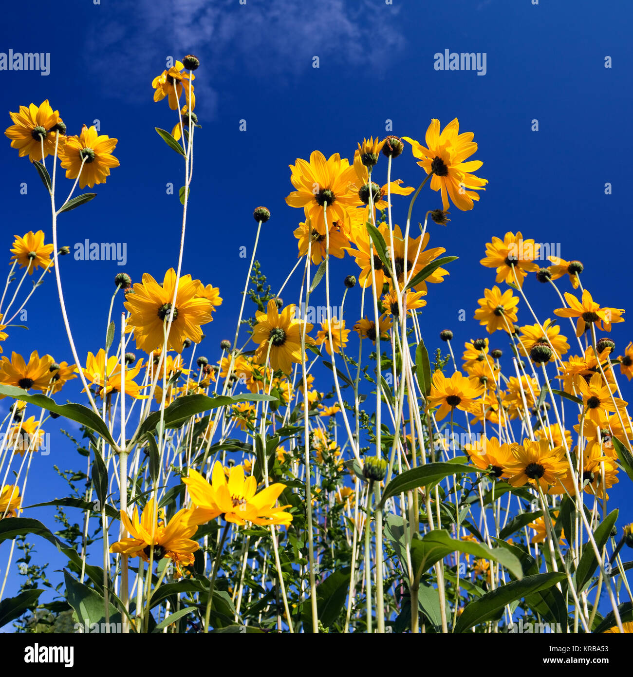 Igelka pfe hi-res stock photography and images - Alamy