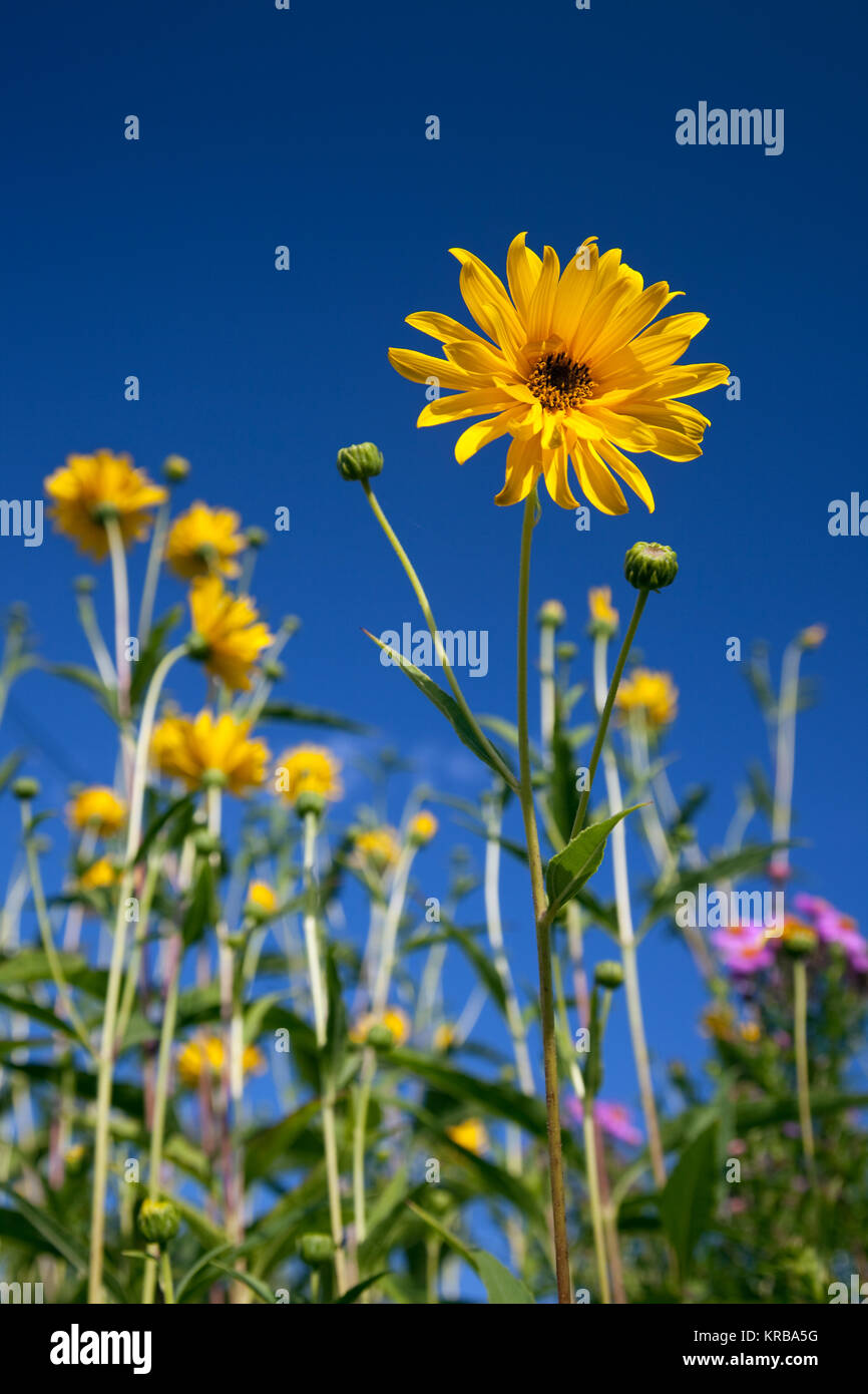 Igelka pfe hi-res stock photography and images - Alamy