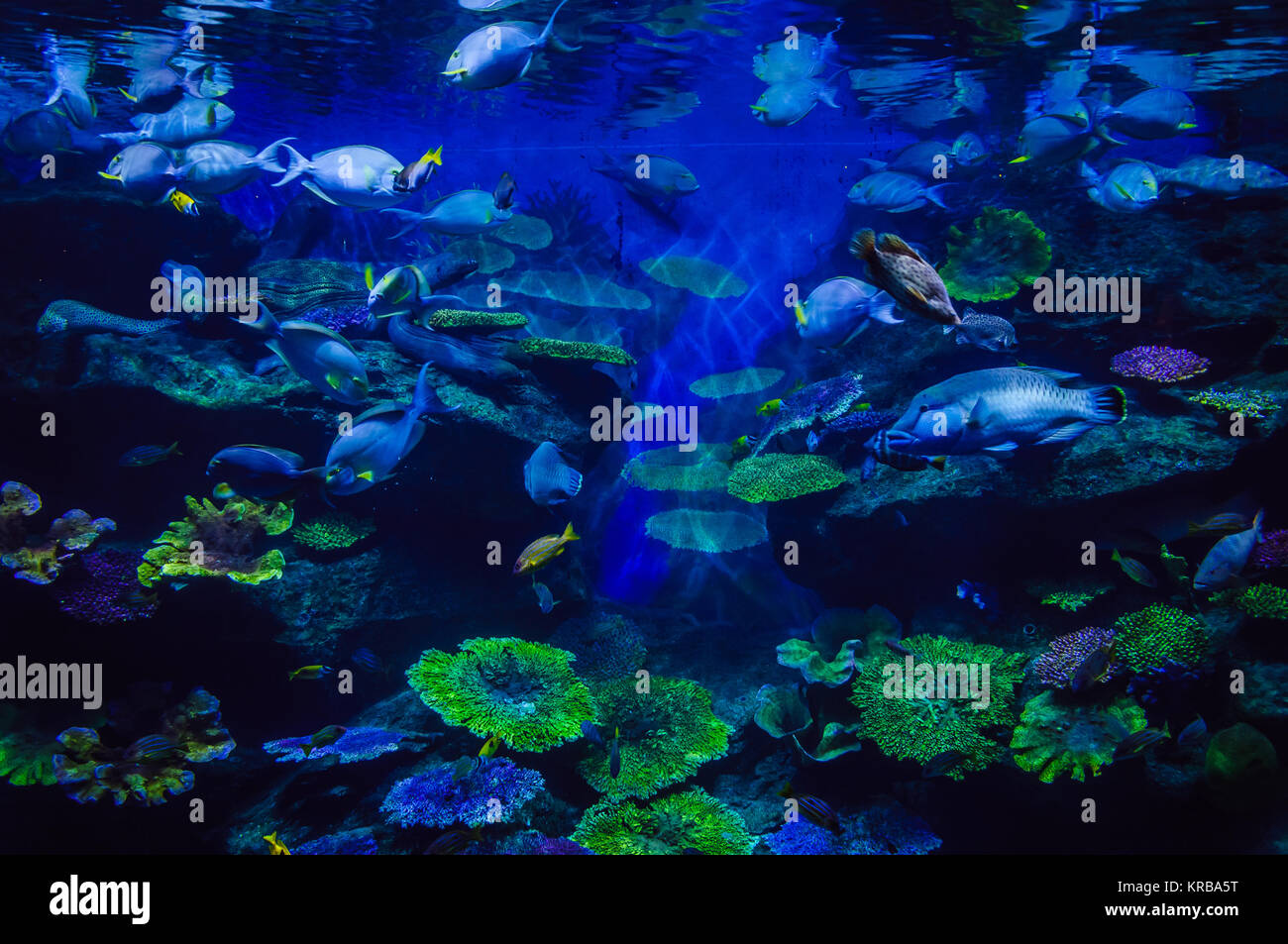 Spectacular view on the interior of the aquarium Stock Photo - Alamy