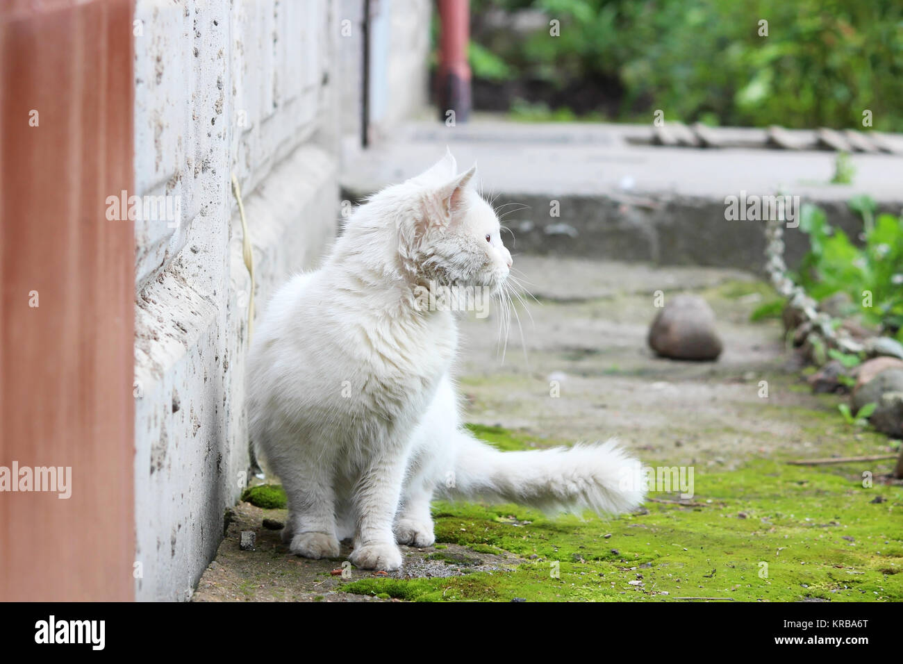 white single homeless cat with orange eyes is posing outdoors on a ...