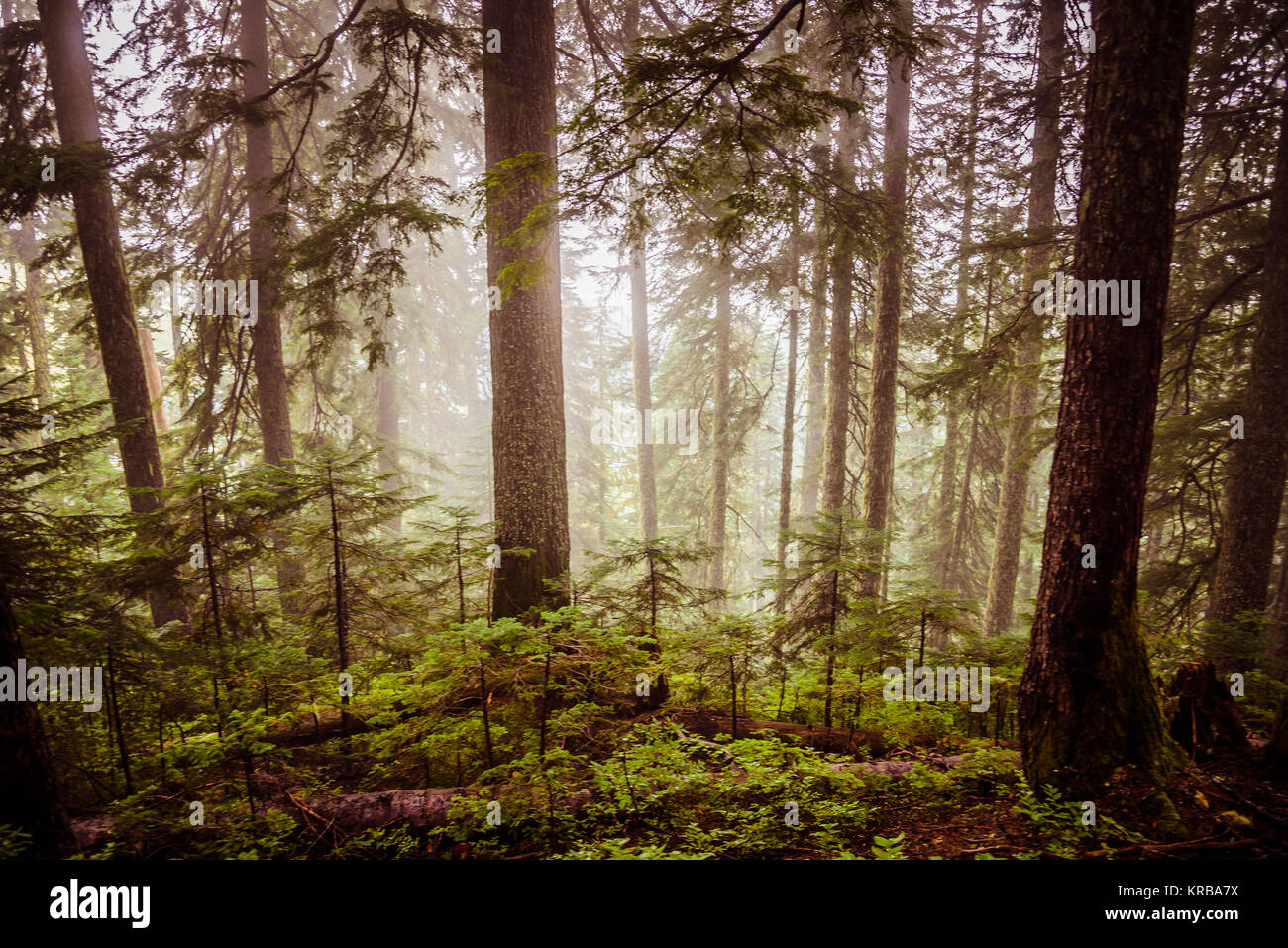 Deep fog in the forest in the mountains Stock Photo - Alamy