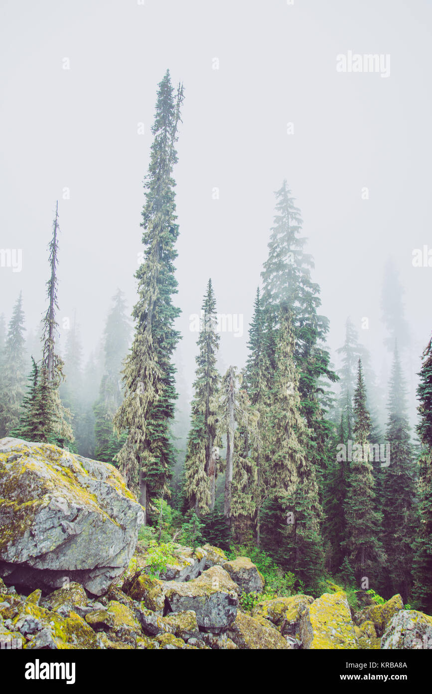 Deep fog in the forest in the mountains Stock Photo - Alamy