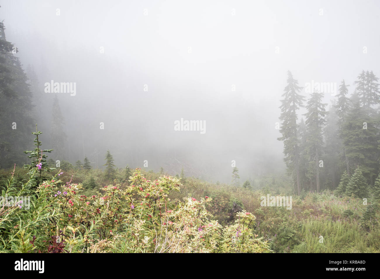 Deep fog in the forest in the mountains Stock Photo - Alamy
