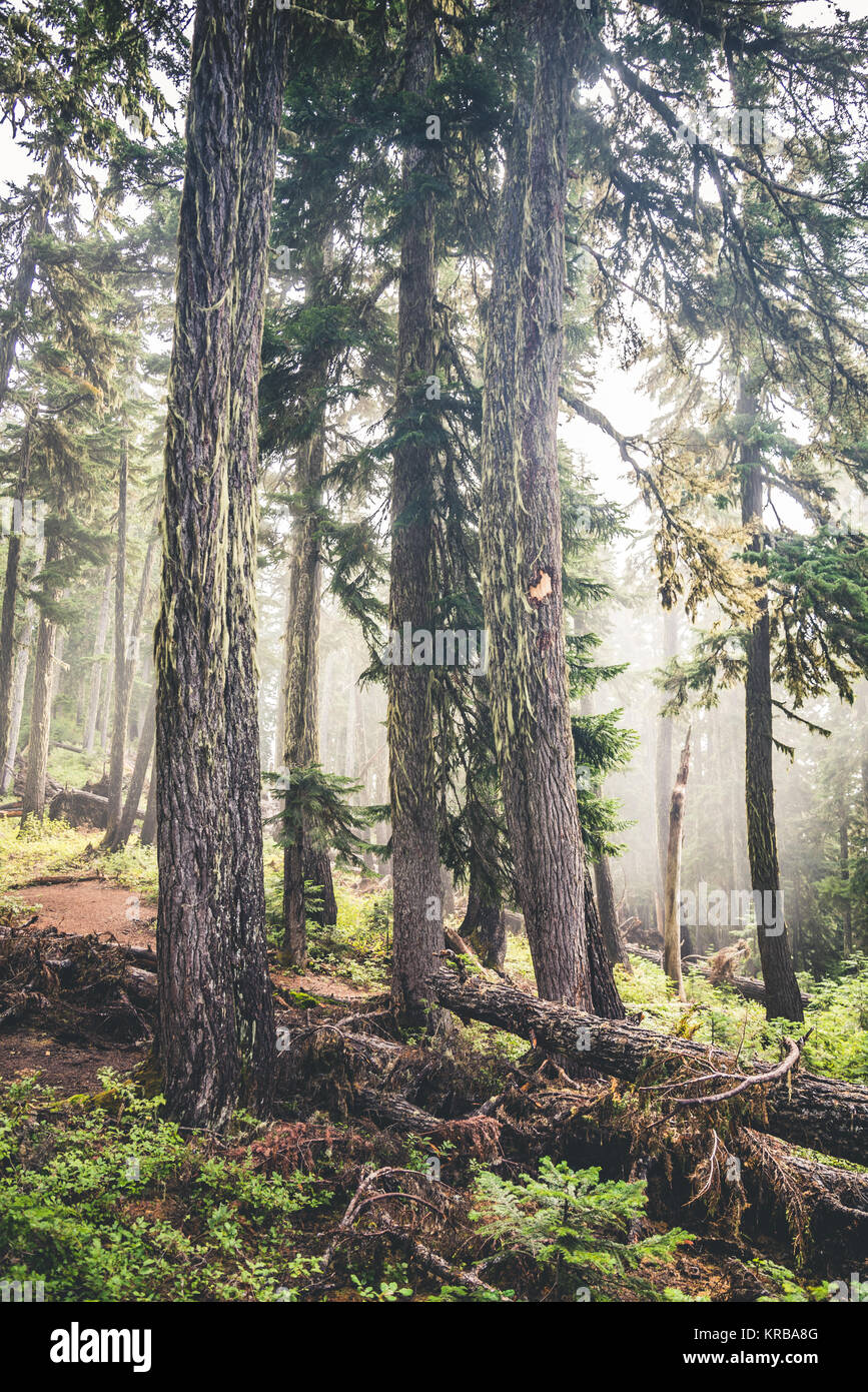 Deep fog in the forest in the mountains Stock Photo - Alamy