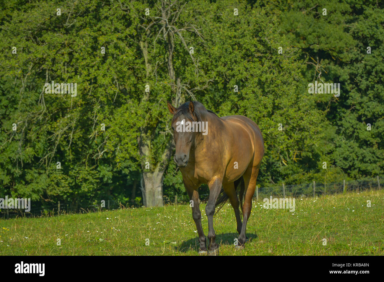 horses in the paddock Stock Photo - Alamy