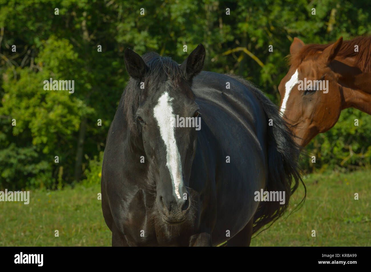 horses in the paddock Stock Photo - Alamy