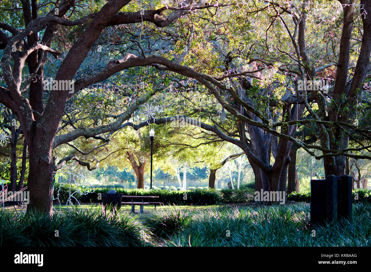 Walking over a bridge to enter the unknown forest ahead Stock Photo - Alamy
