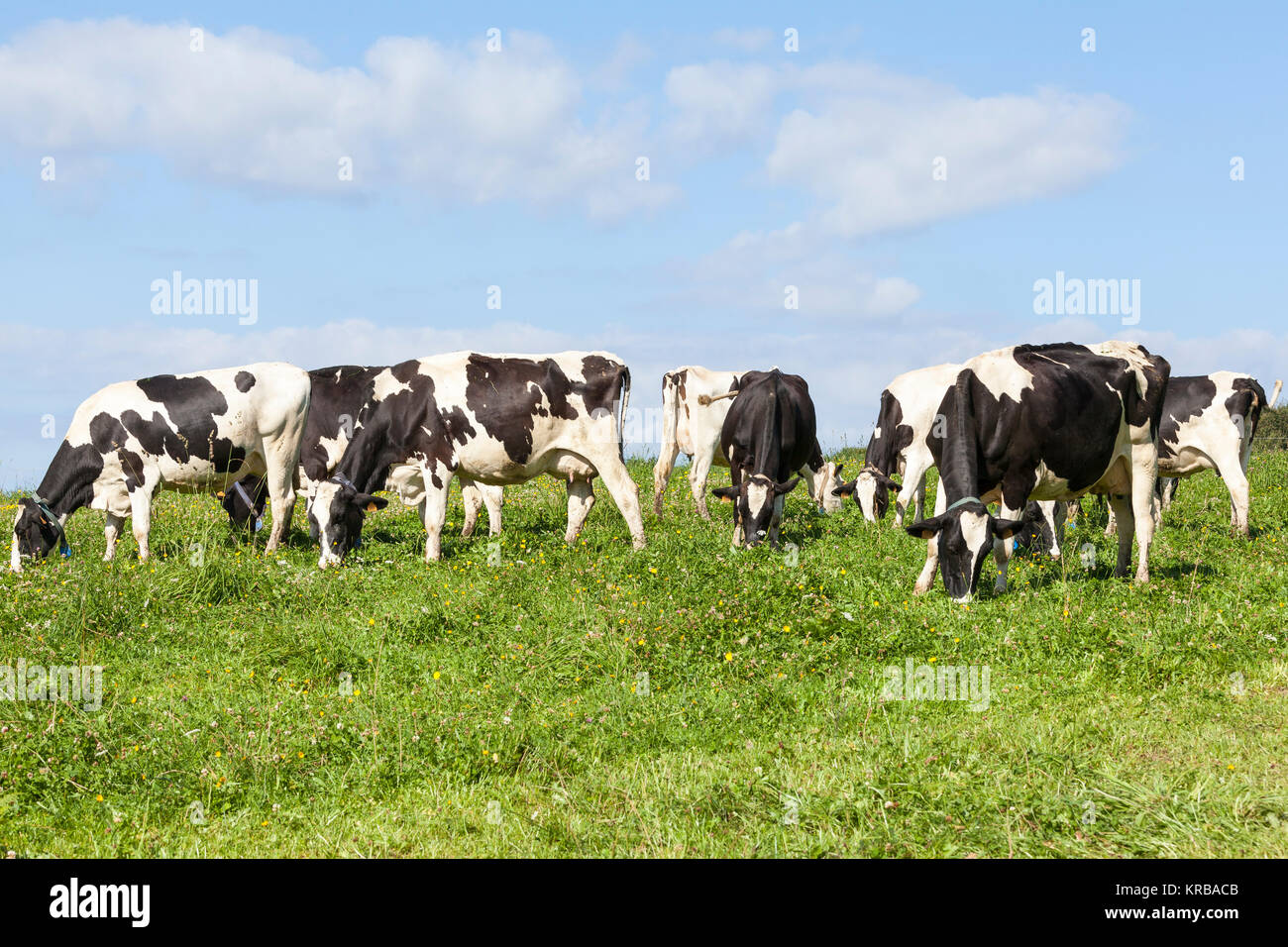 Herd of black and white Holstein dairy cattle, cows grazing in a lush ...