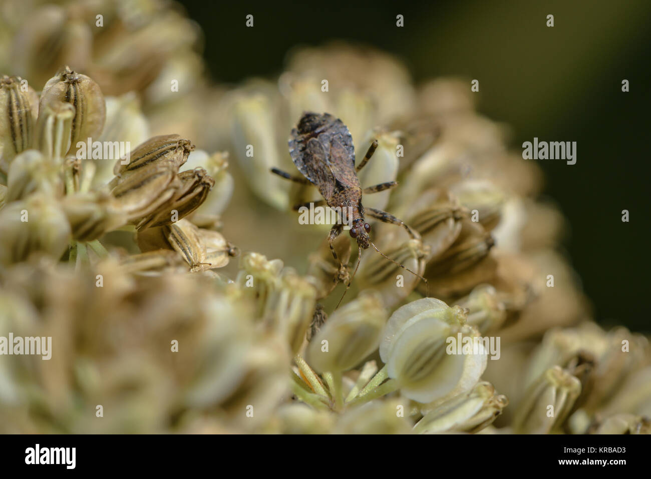 ants sickle bug Stock Photo - Alamy