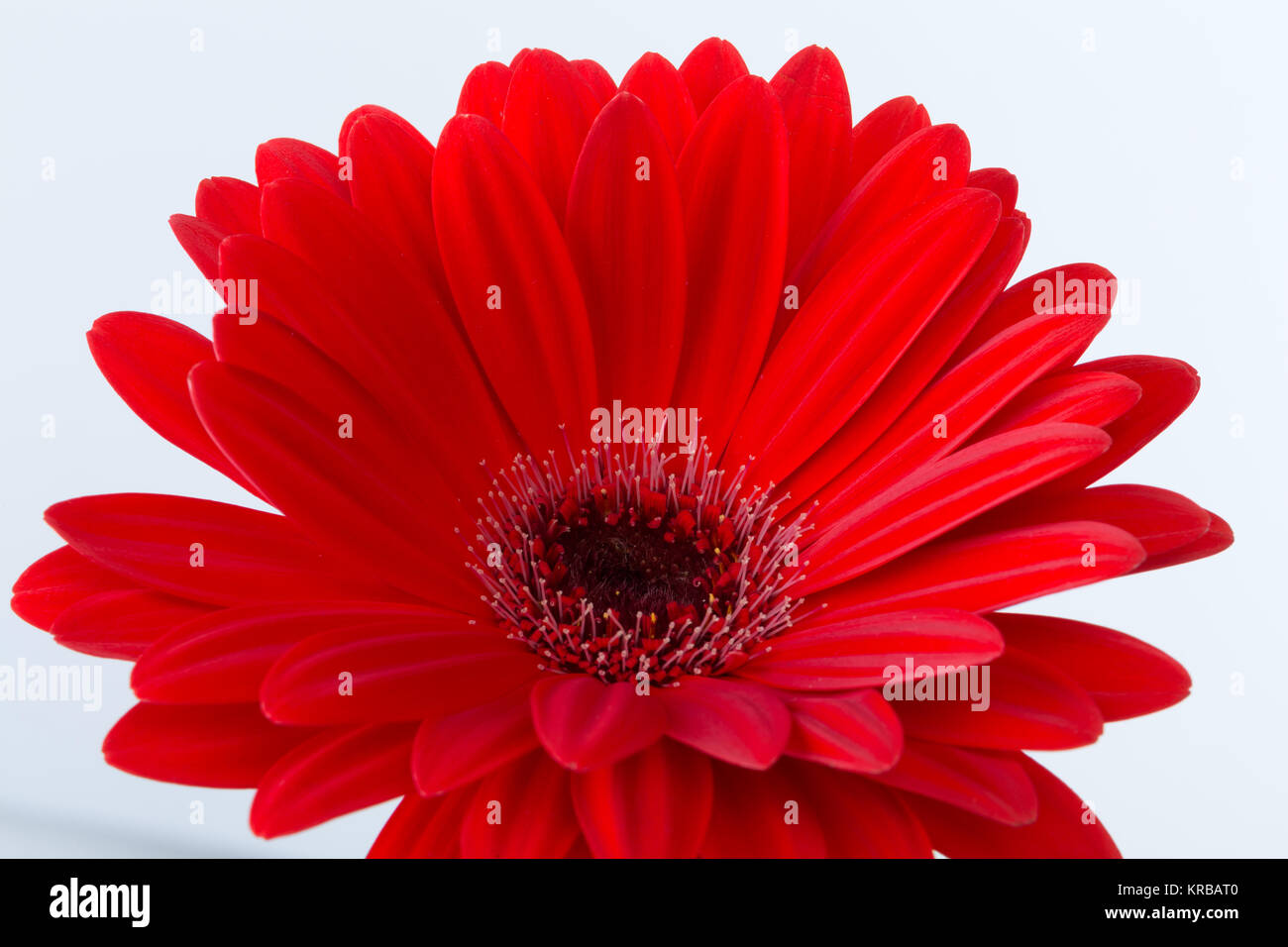red gerbera daisy flower Stock Photo - Alamy