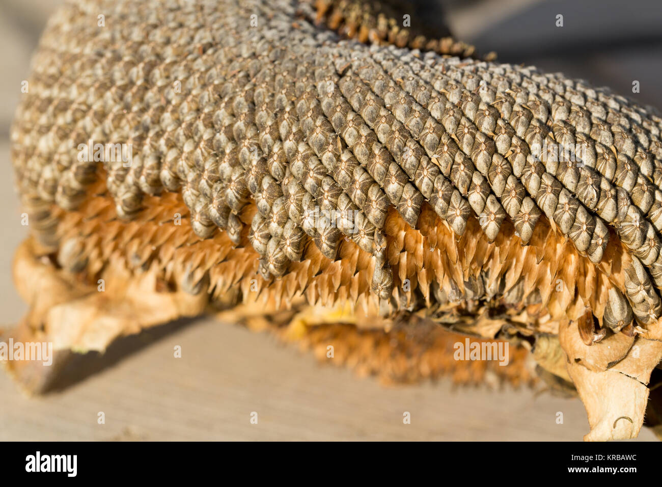 closeup of sunflower seeds Stock Photo - Alamy