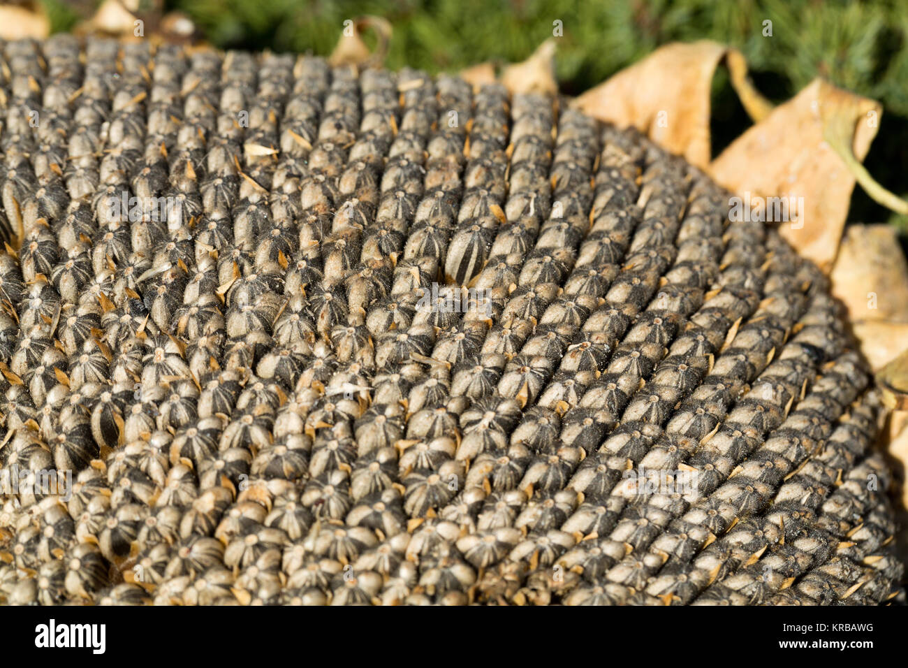 closeup of sunflower seeds Stock Photo - Alamy