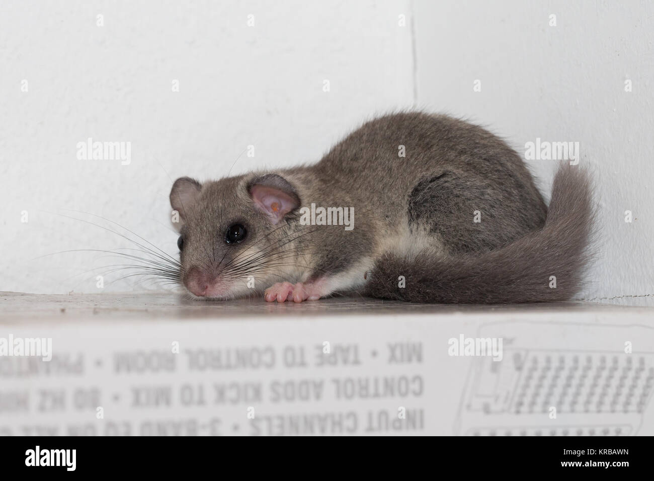 Mammal dormouse hi-res stock photography and images - Alamy