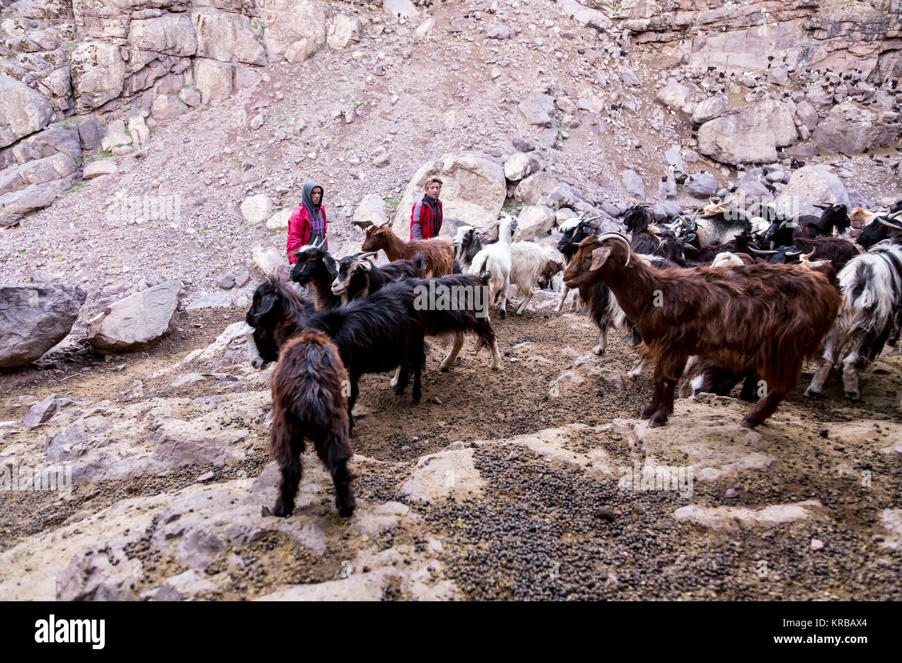 A flock of goats high at about 3000 meters above the sea level in Atlas ...