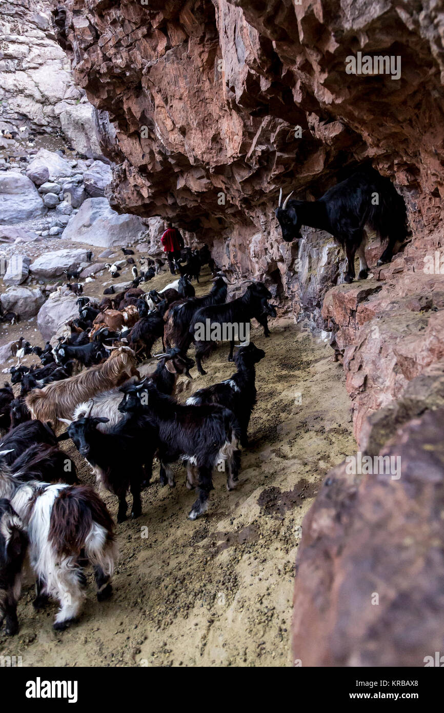 A flock of goats high at about 3000 meters above the sea level in Atlas ...