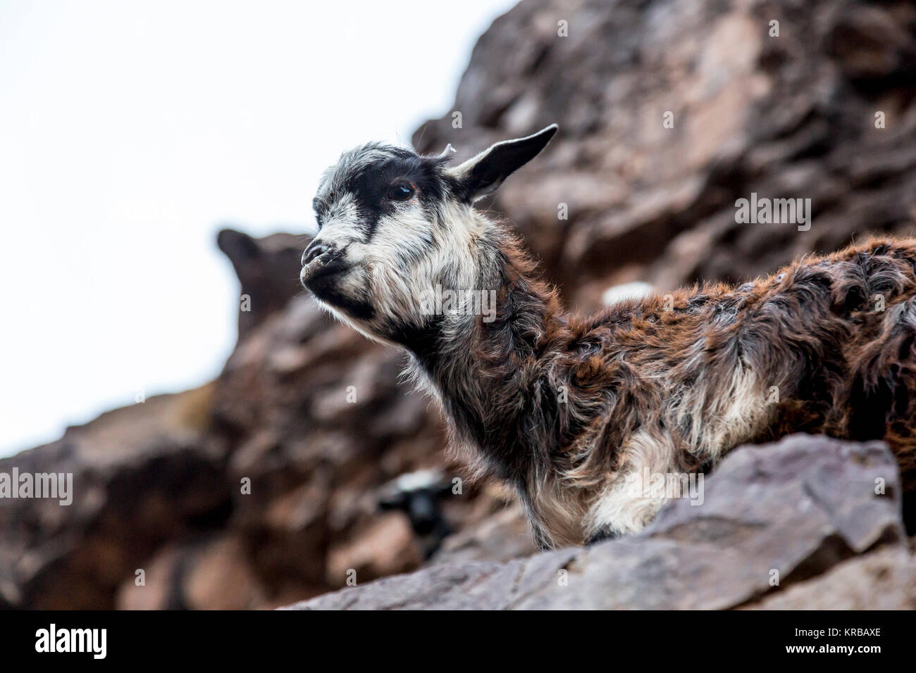 A flock of goats high at about 3000 meters above the sea level in Atlas ...