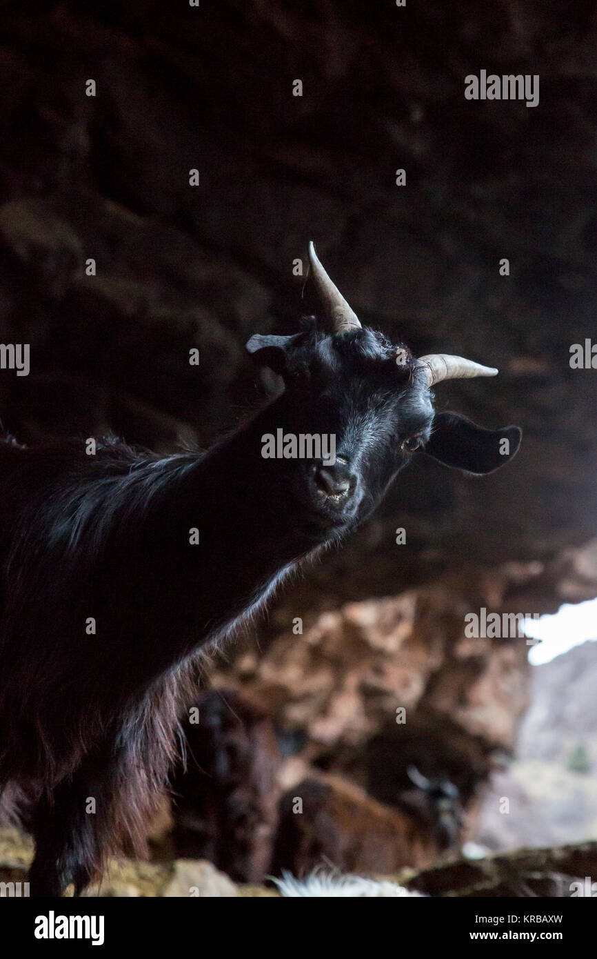 A flock of goats high at about 3000 meters above the sea level in Atlas ...