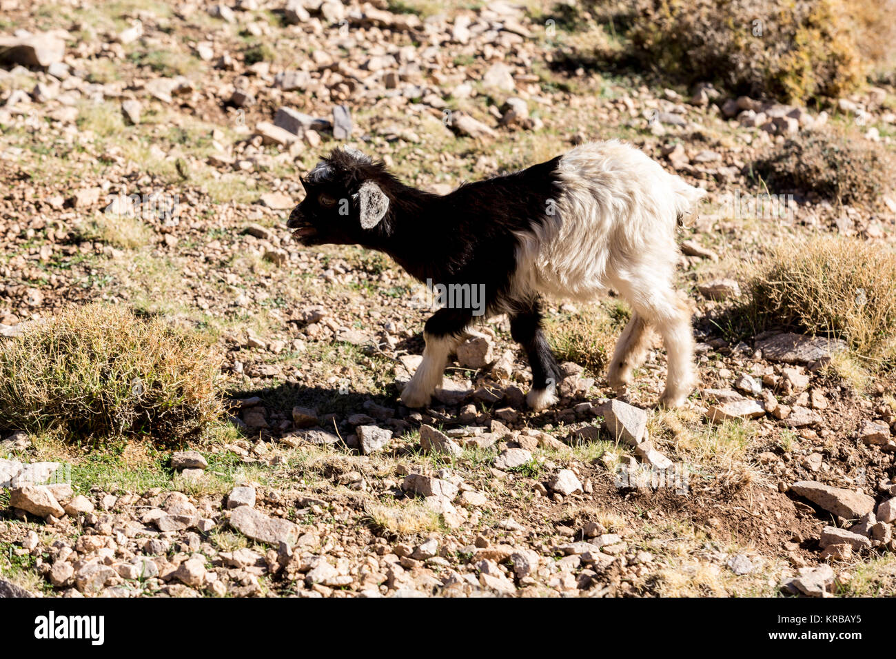A flock of goats high at about 3000 meters above the sea level in Atlas ...