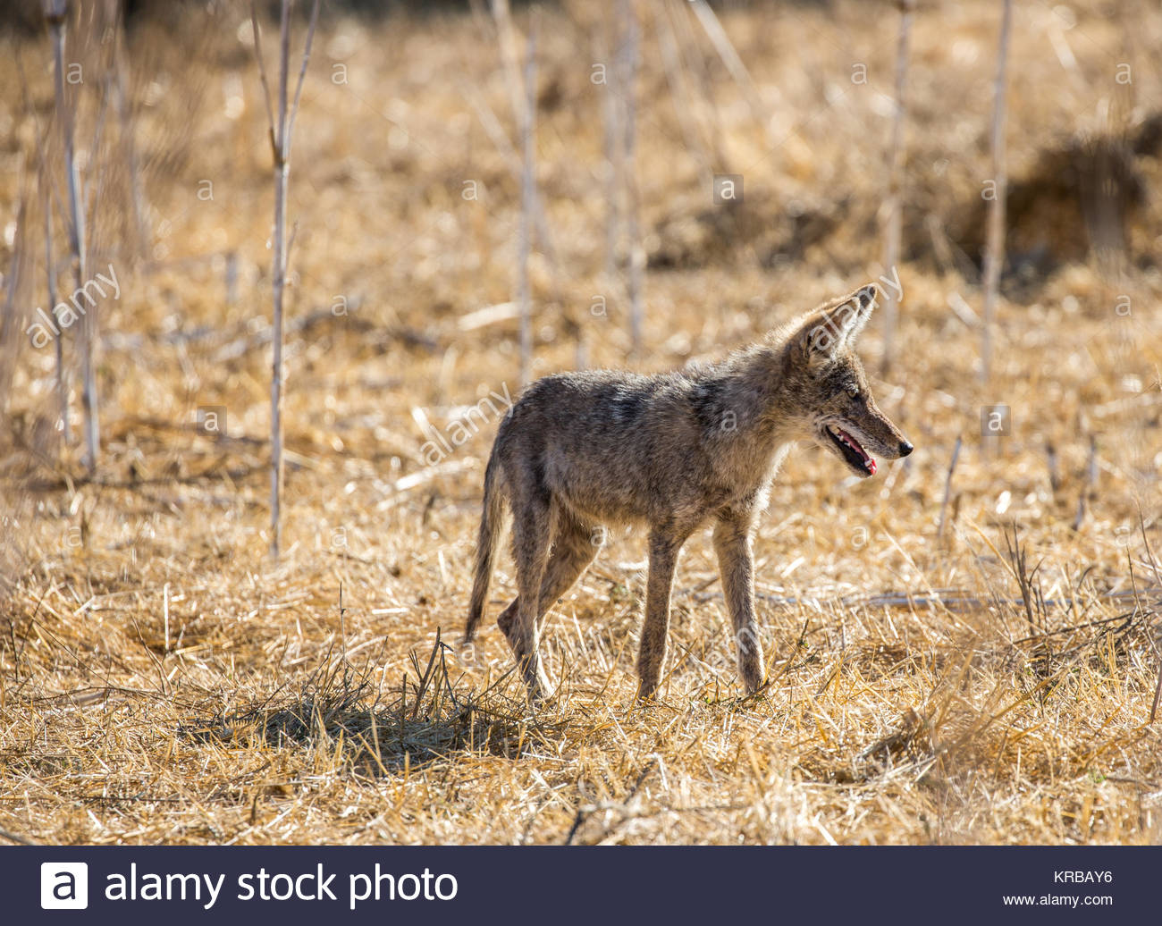 Young Coyote Stock Photos & Young Coyote Stock Images - Alamy
