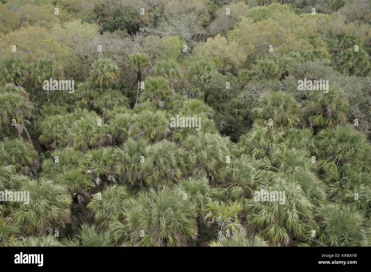 canopy pathway in Myakka River State Park, USA, Florida Stock Photo - Alamy