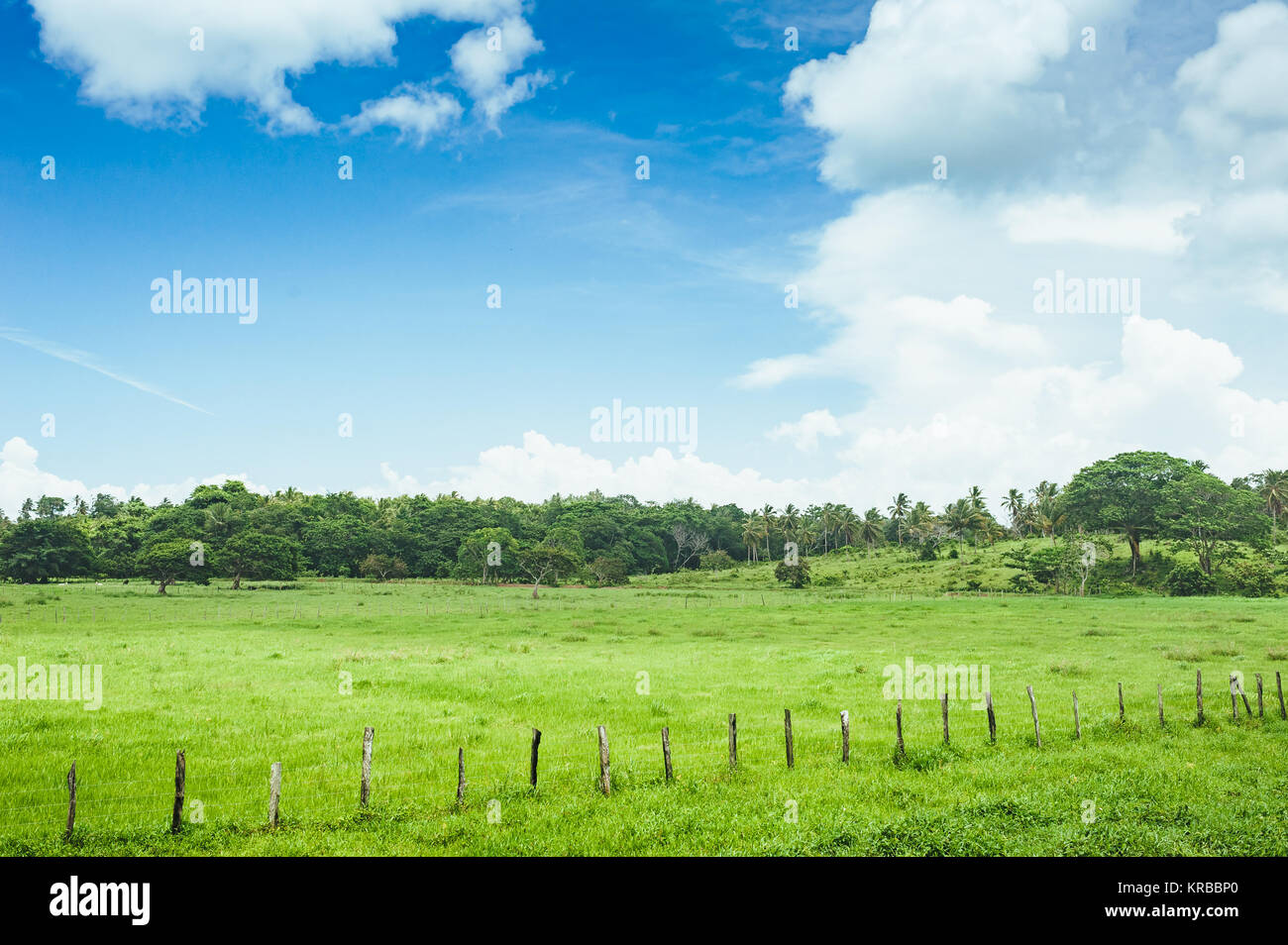 trees on the field of grass and sunset. Idyllic View of Green Rice ...