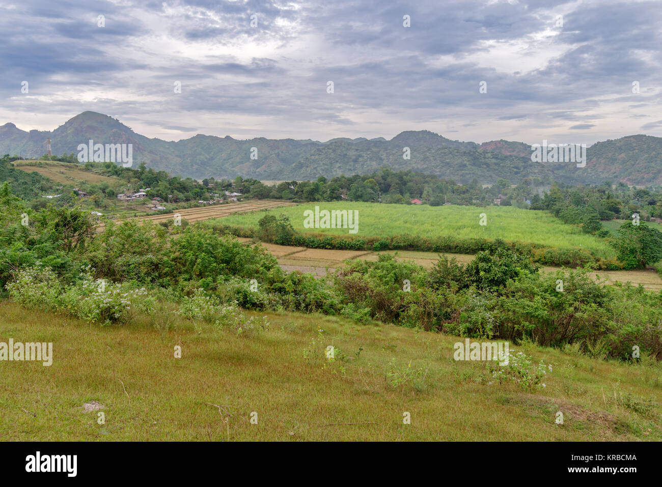 rice farm at Capas , Philippines Stock Photo - Alamy