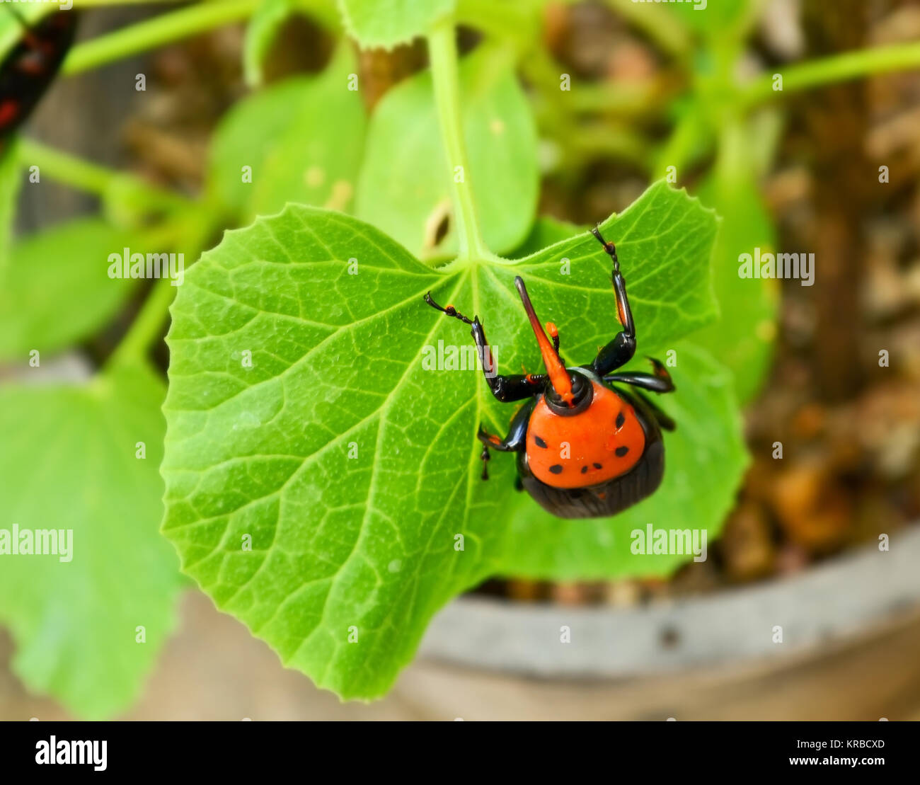 Bug eye view hi-res stock photography and images - Alamy
