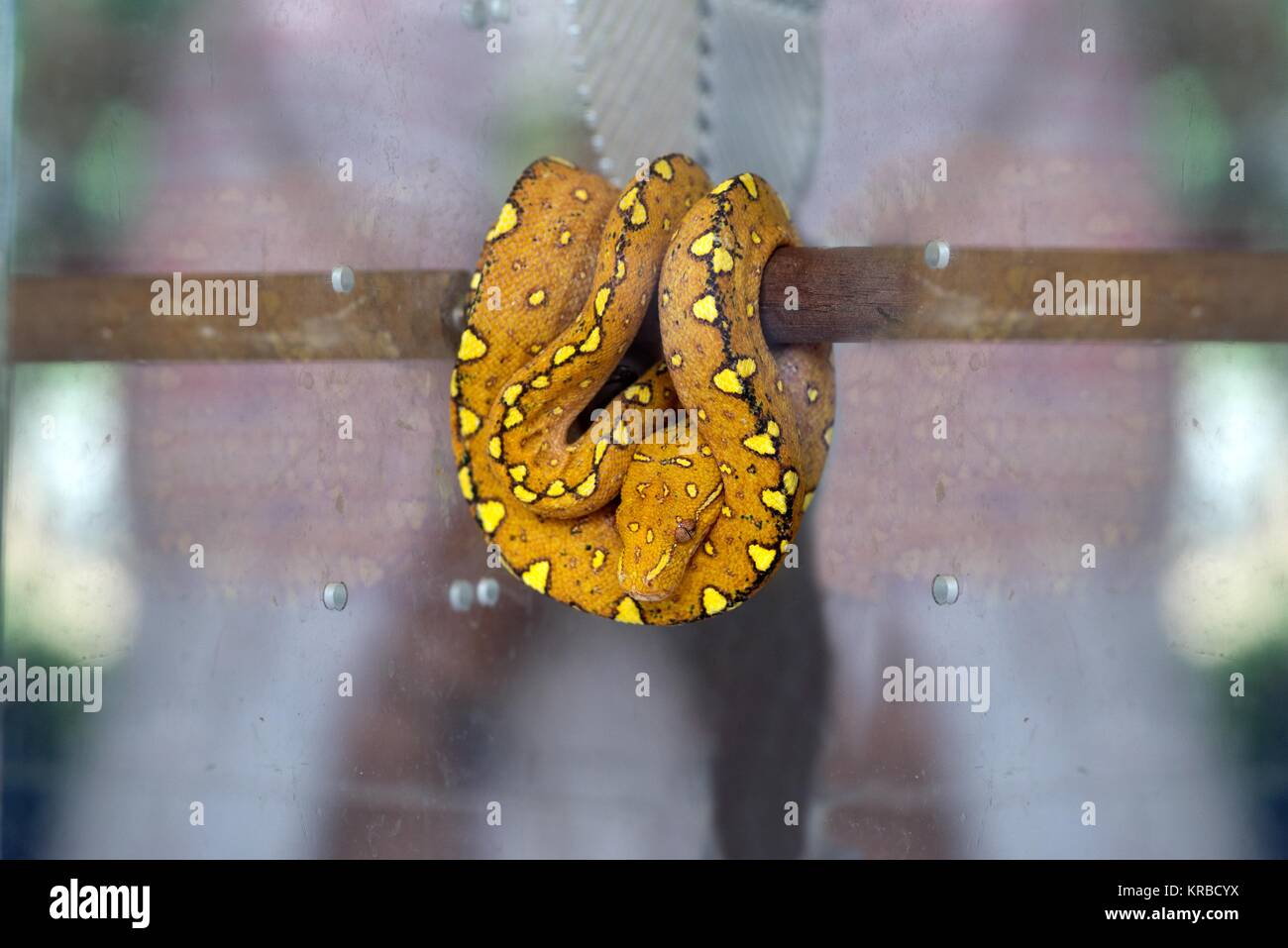 Boa coiled on a branch Stock Photo - Alamy