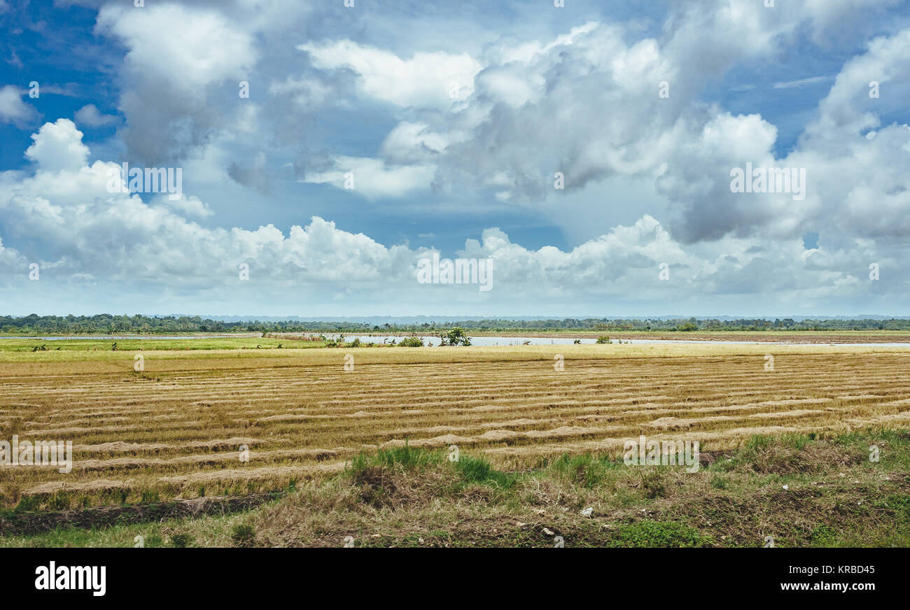 trees on the field of grass and sunset. Idyllic View of Green Rice ...