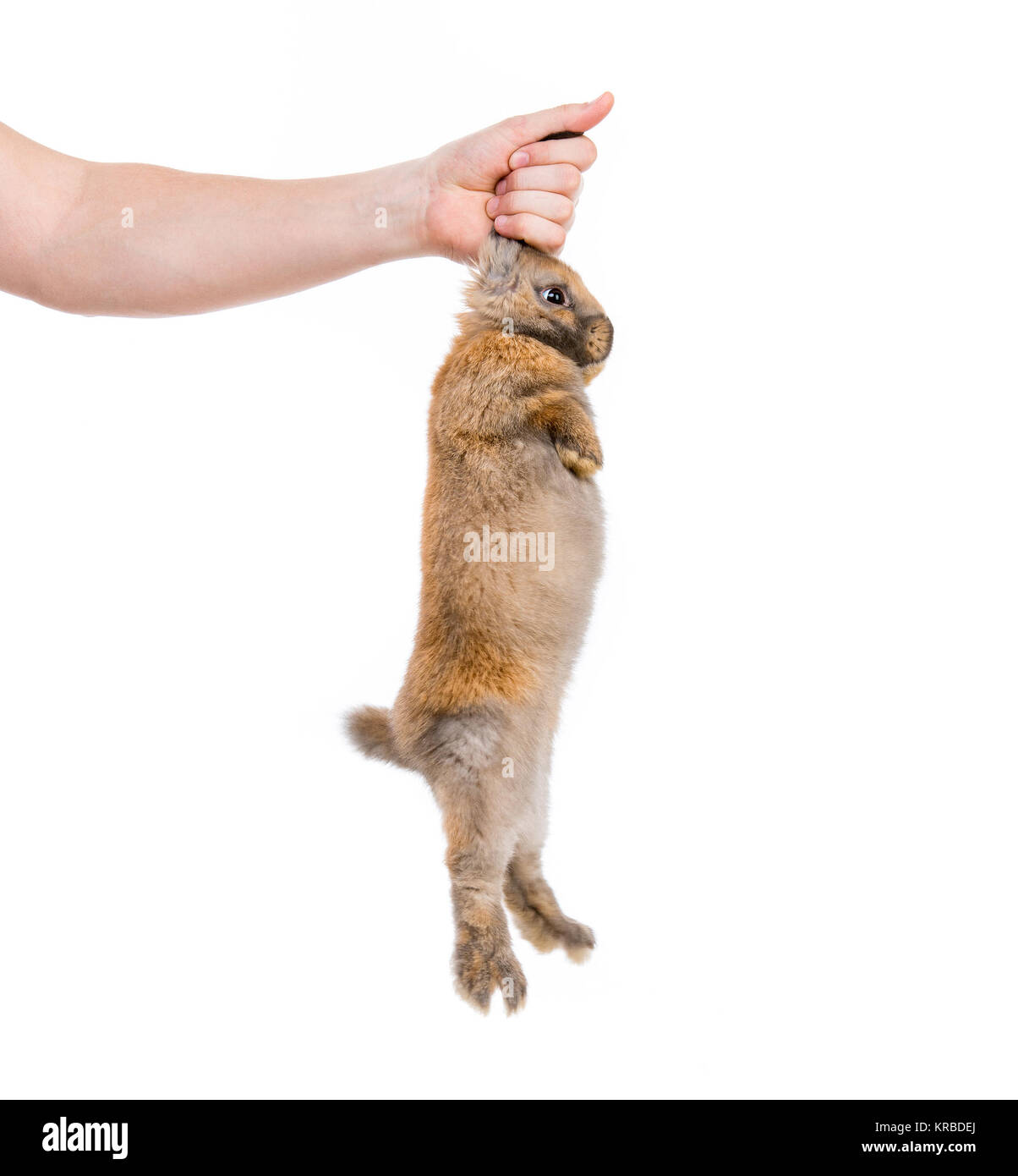 rabbit in hand Stock Photo - Alamy