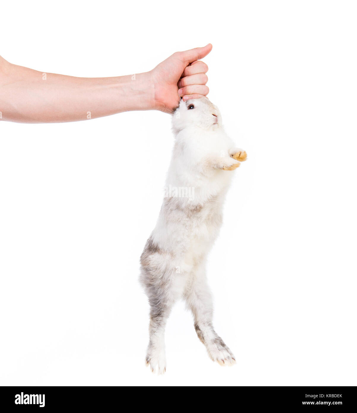 rabbit in hand Stock Photo - Alamy