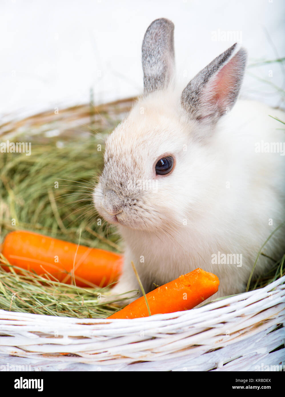 rabbit with carrot Stock Photo - Alamy
