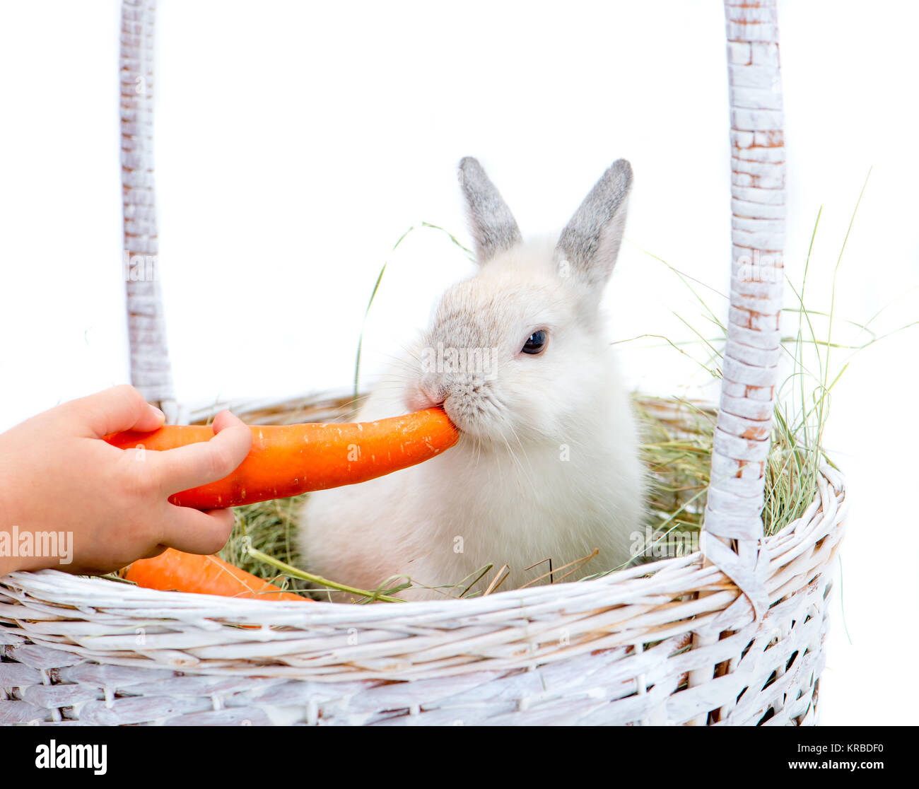 rabbit with carrot Stock Photo - Alamy