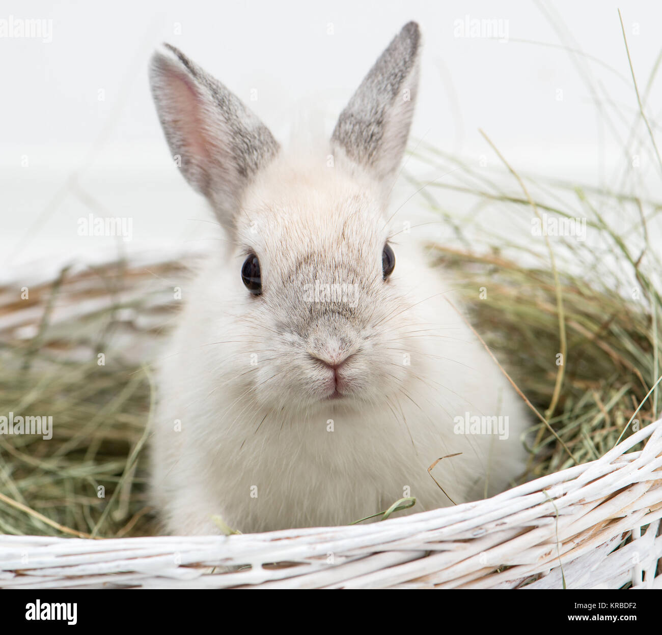 rabbit with carrot Stock Photo - Alamy