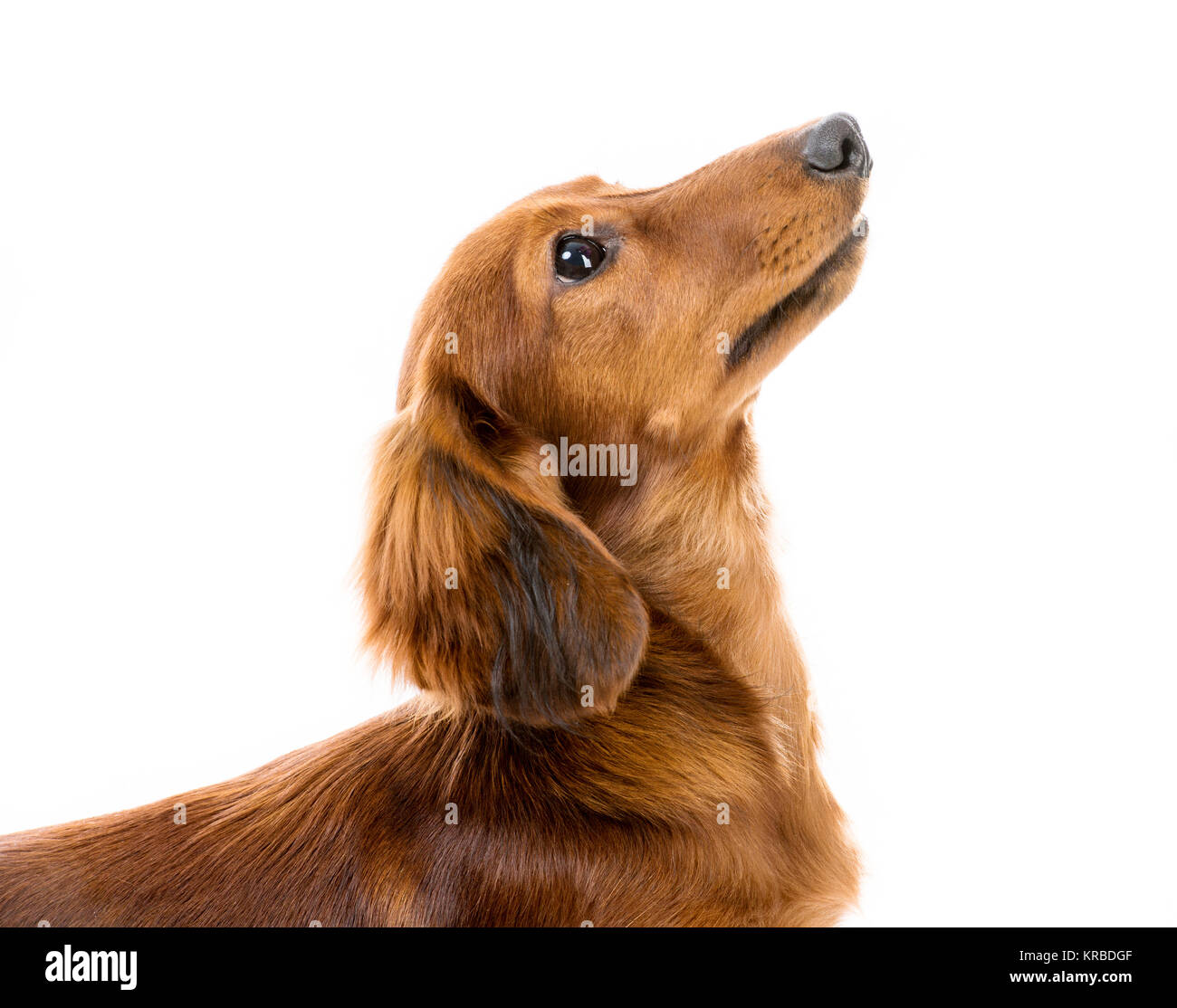 red dog breed dachshund Stock Photo - Alamy