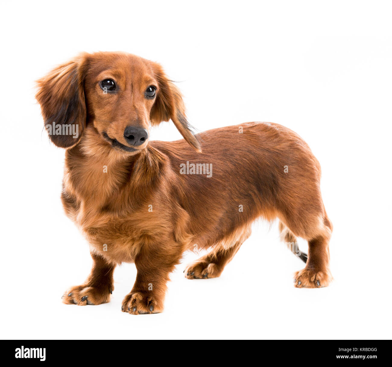 Dachshund sausage dog puppy red hi-res stock photography and images - Alamy