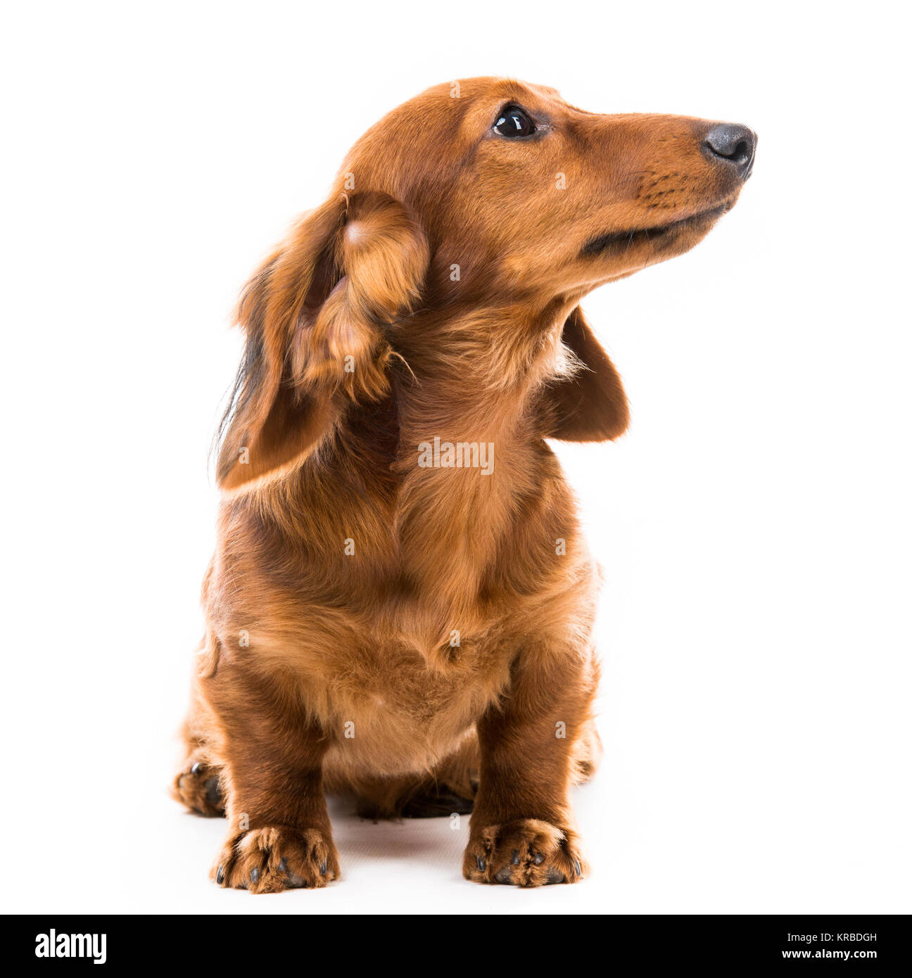 red dog breed dachshund Stock Photo - Alamy