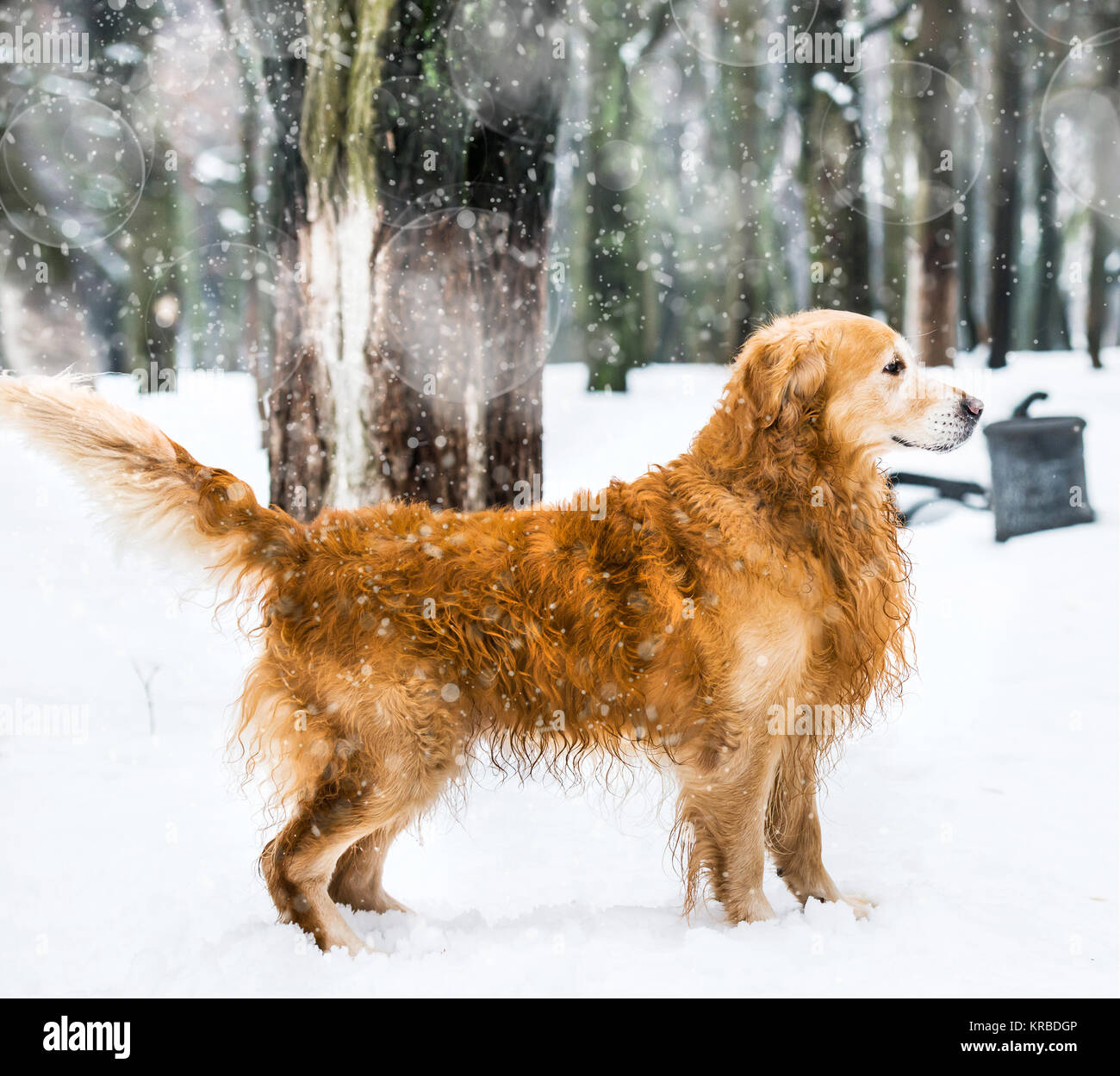 Red retriever hi-res stock photography and images - Alamy
