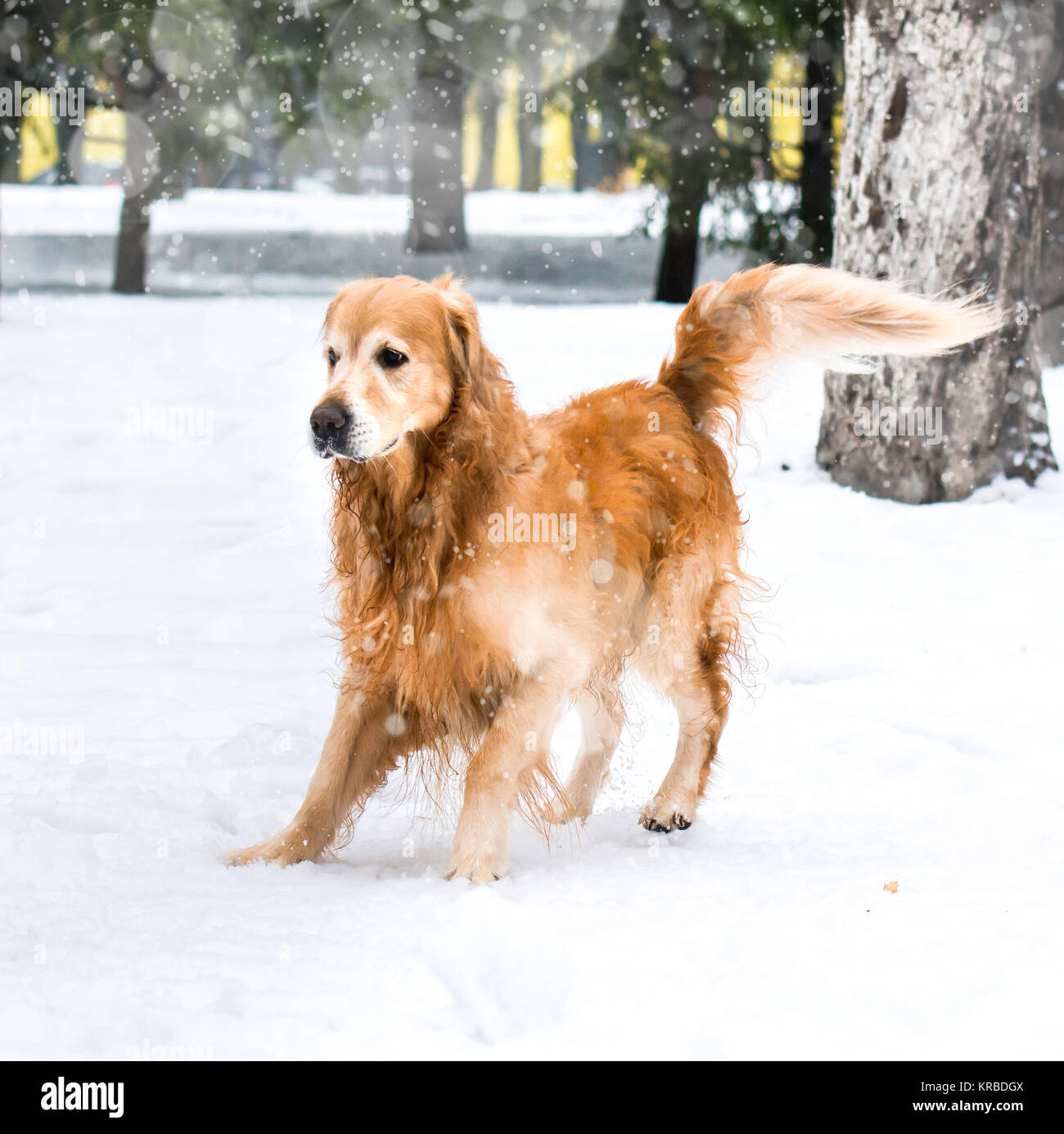 Red retriever hi-res stock photography and images - Alamy