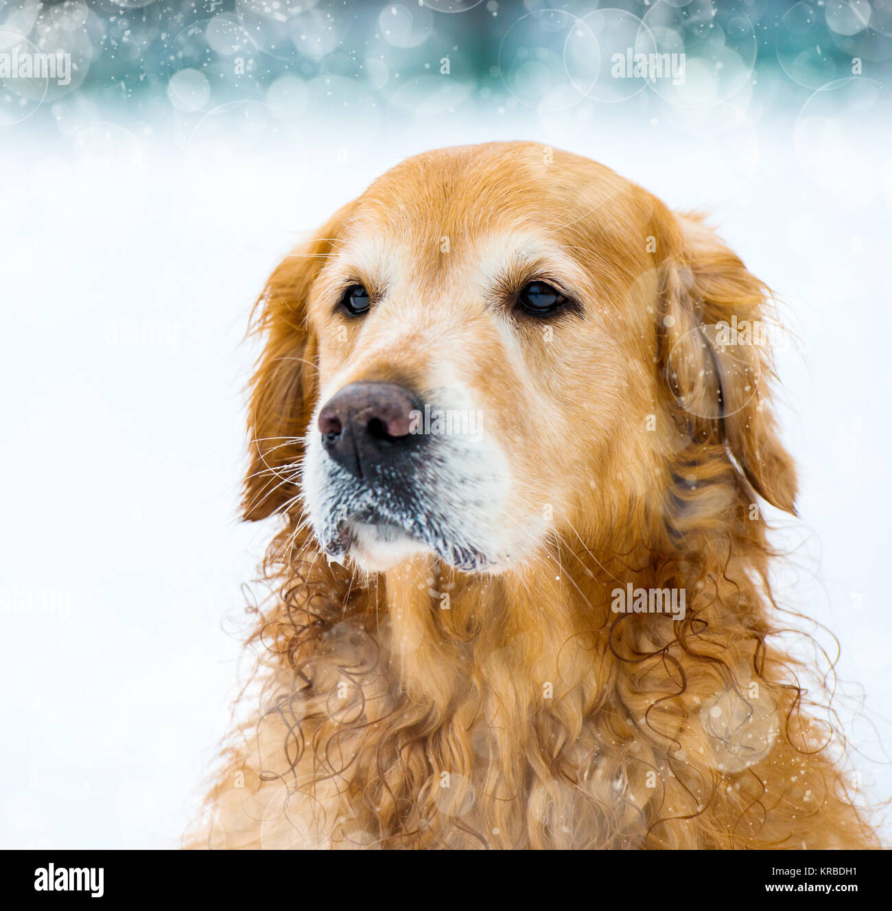 Red retriever hi-res stock photography and images - Alamy