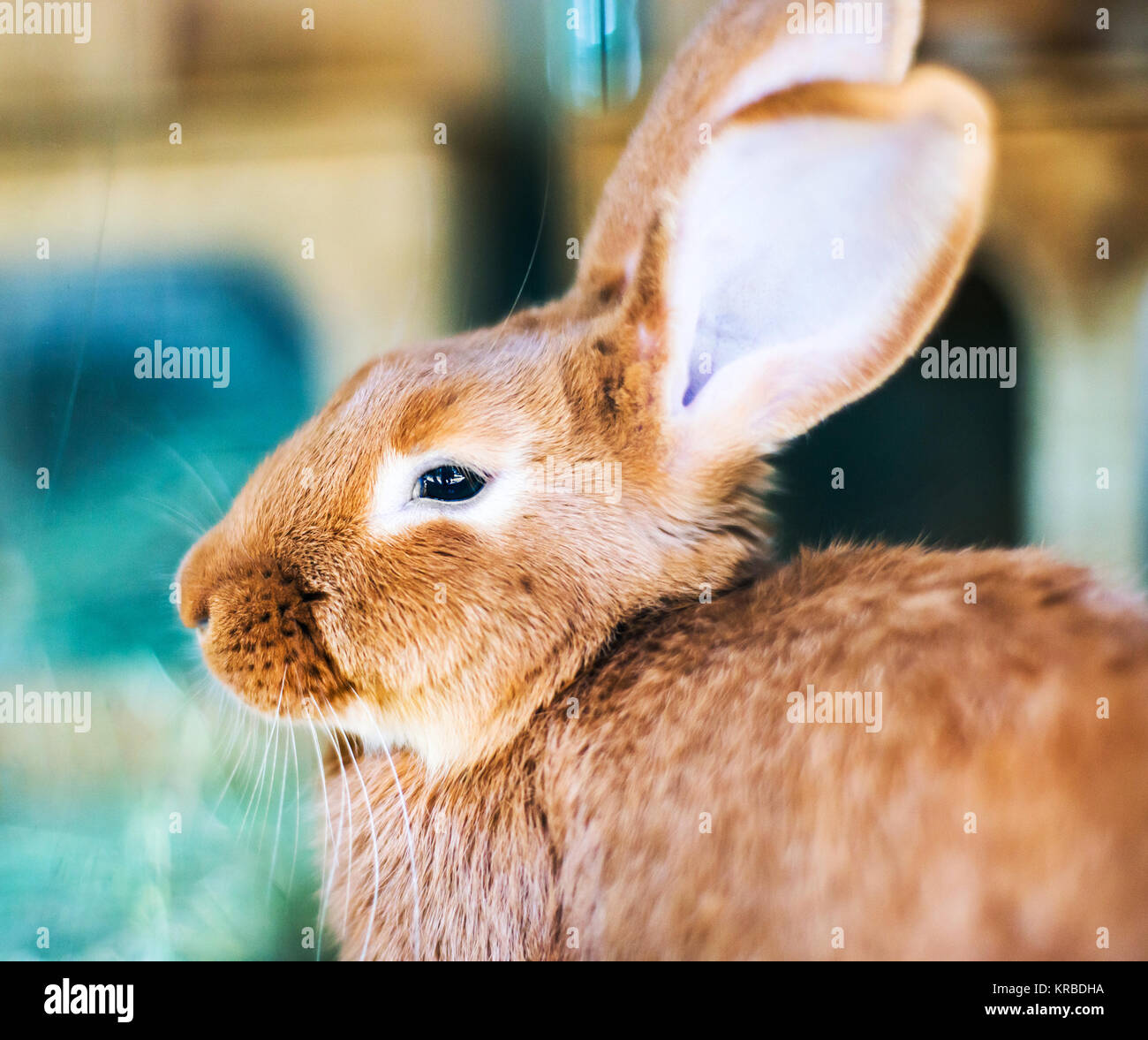 Haired rabbit hi-res stock photography and images - Alamy