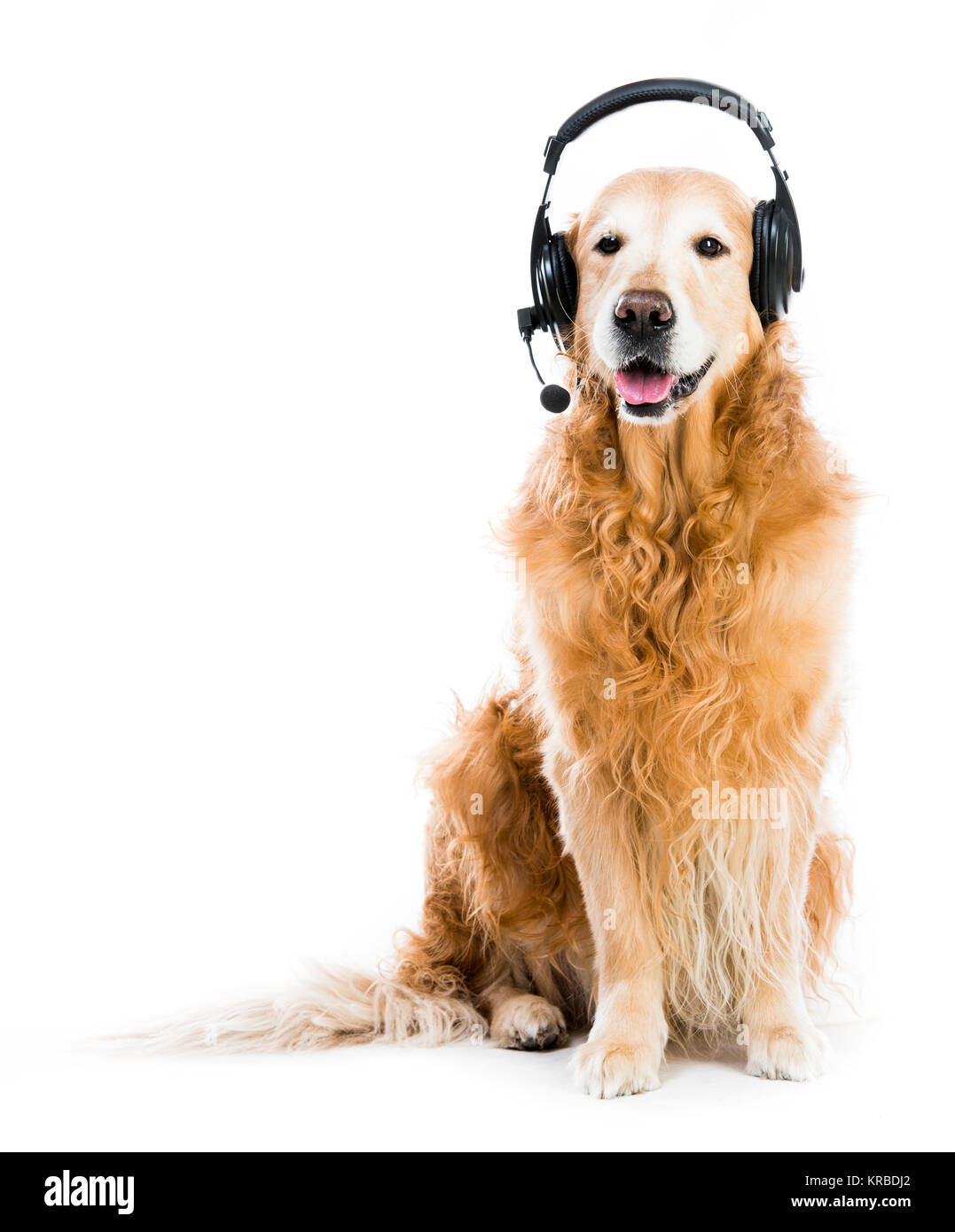 Retriever with headset Stock Photo - Alamy