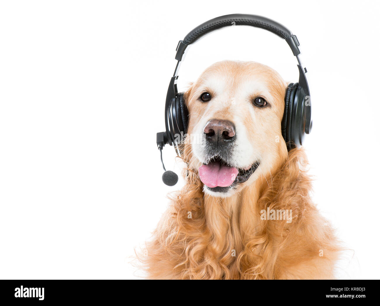 Retriever with headset Stock Photo - Alamy