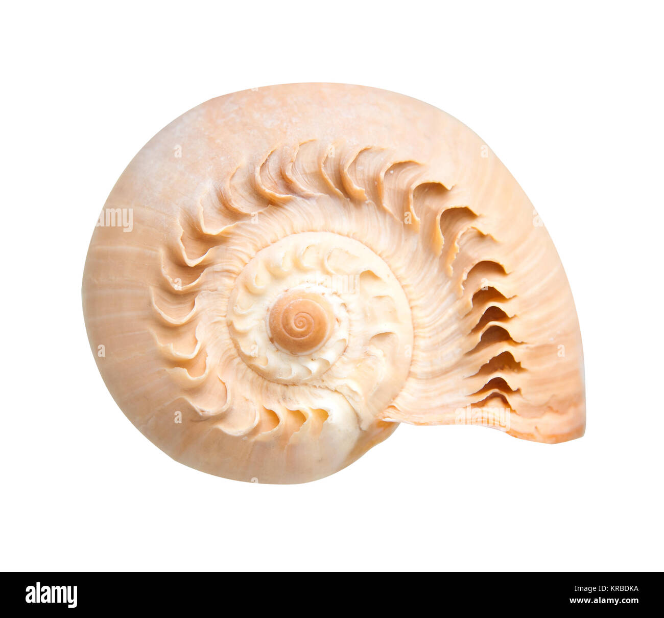 Clam shell illustration Cut Out Stock Images & Pictures - Alamy