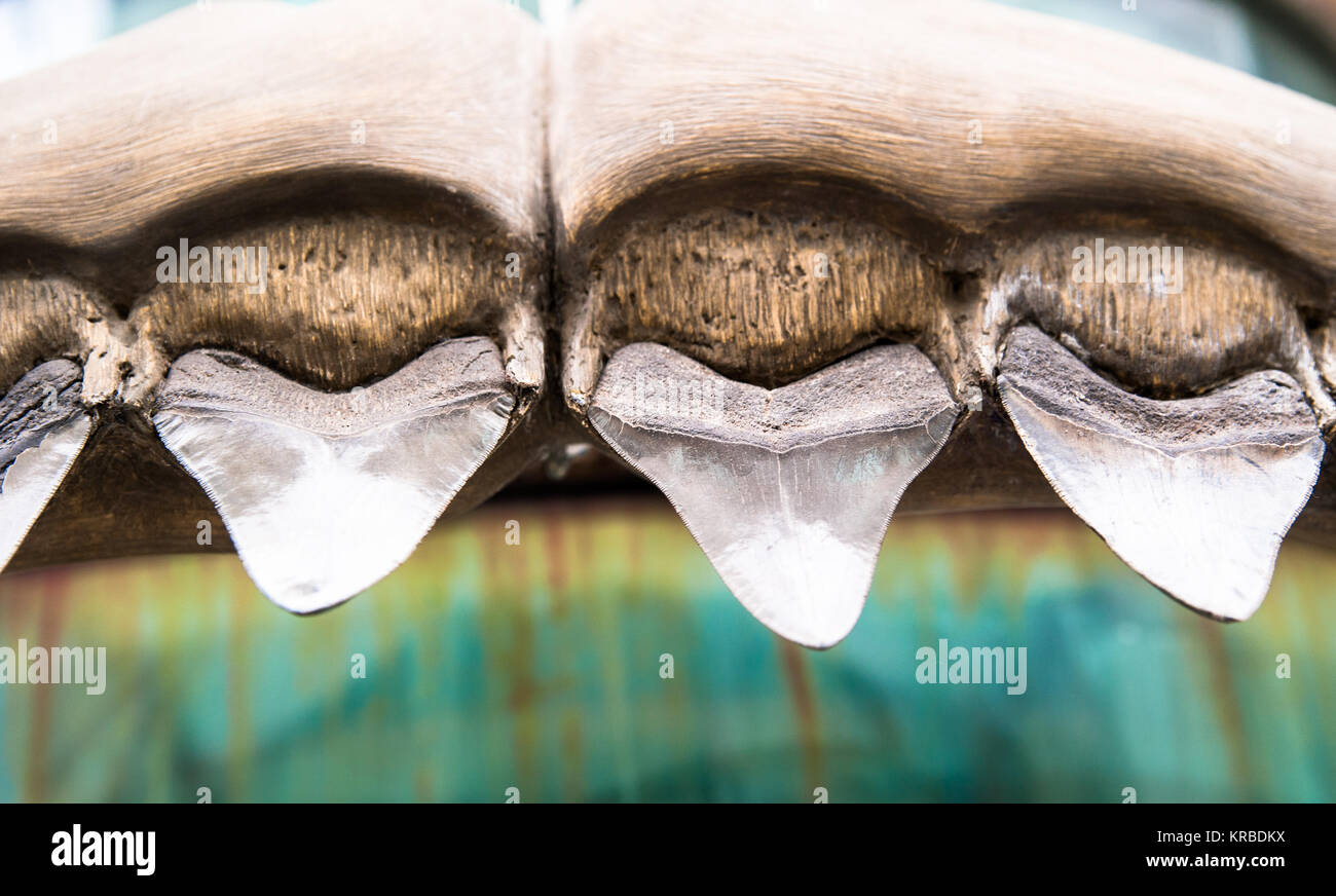 Shark mouth teeth skeleton hi-res stock photography and images - Alamy