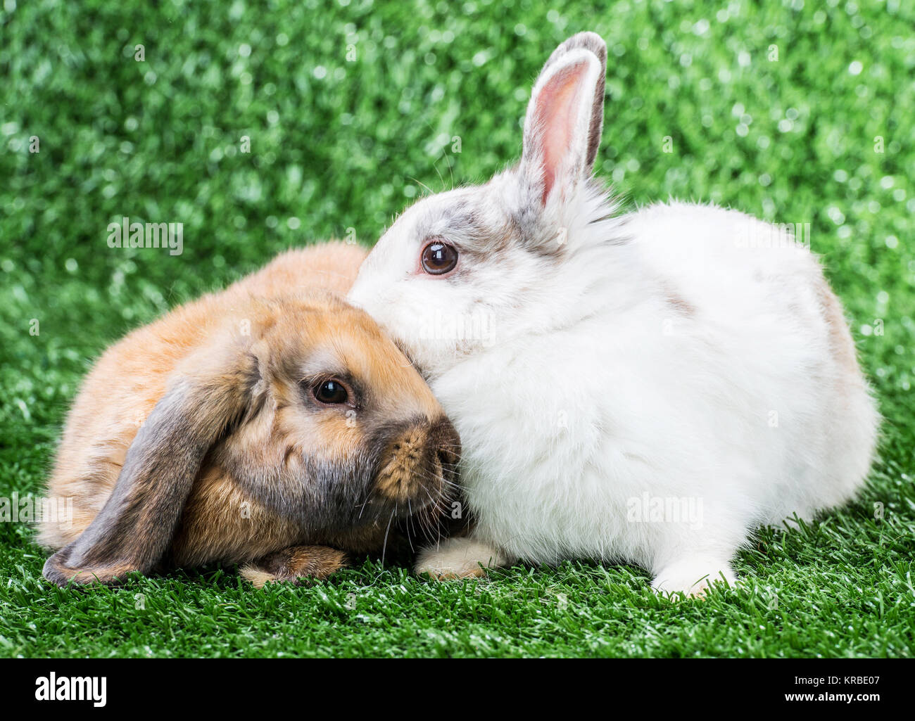 two rabbits on grass Stock Photo - Alamy