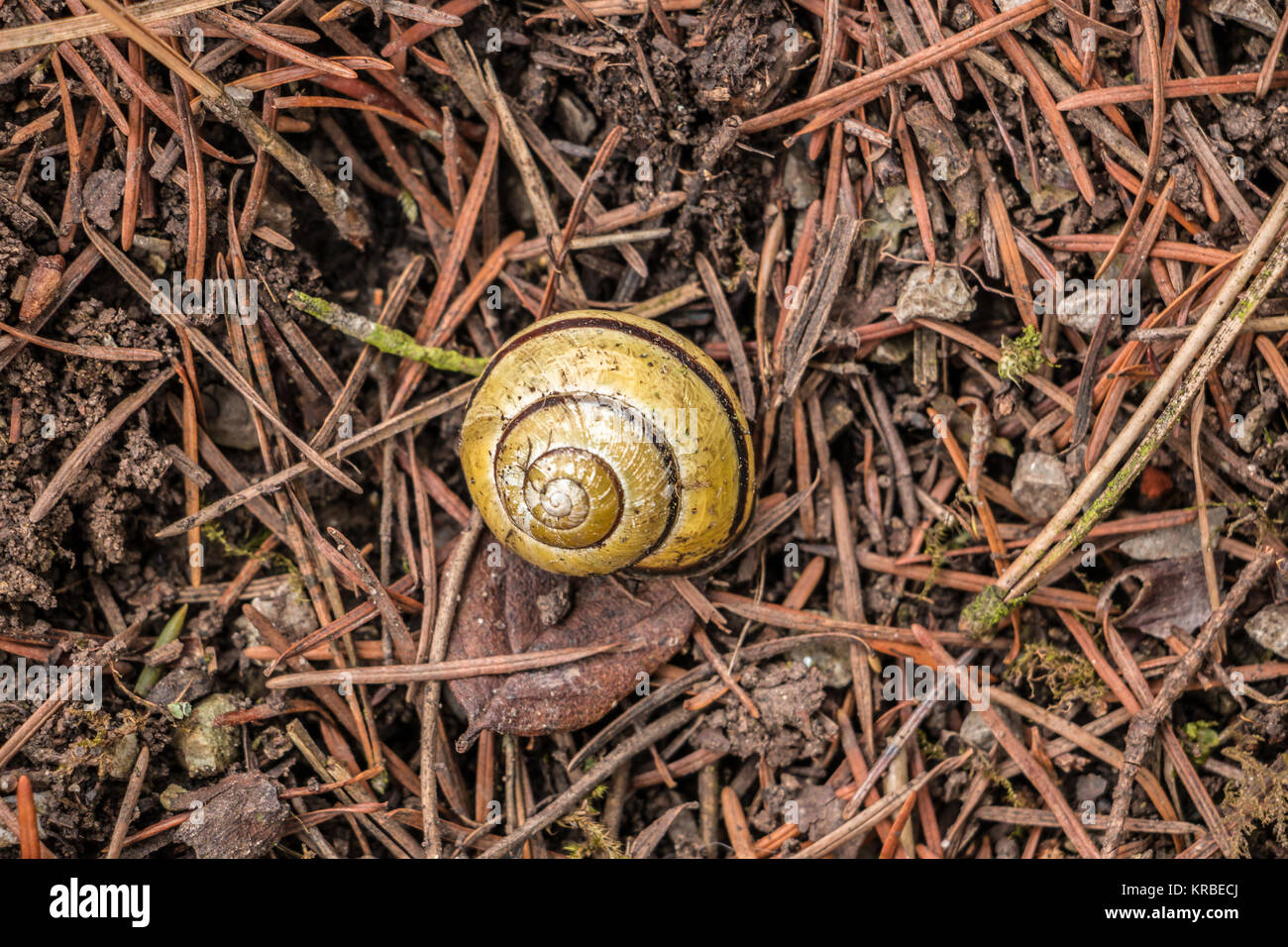 Small snail shell and fir needles on the ground of the forest Stock ...